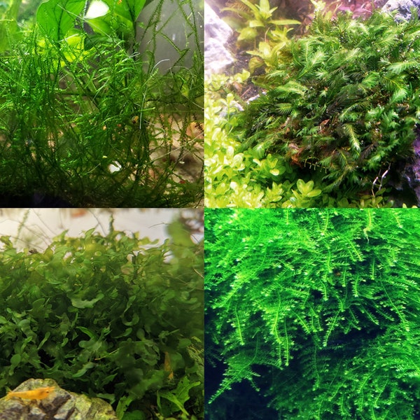 Java Moss - Etsy