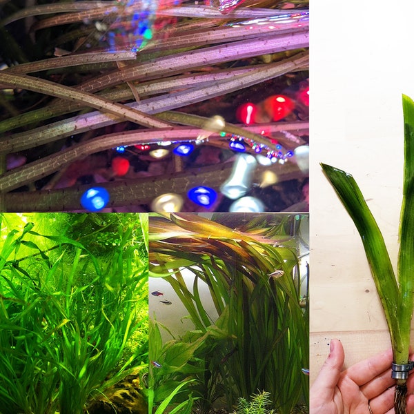 Corkscrew Jungle Val - Etsy