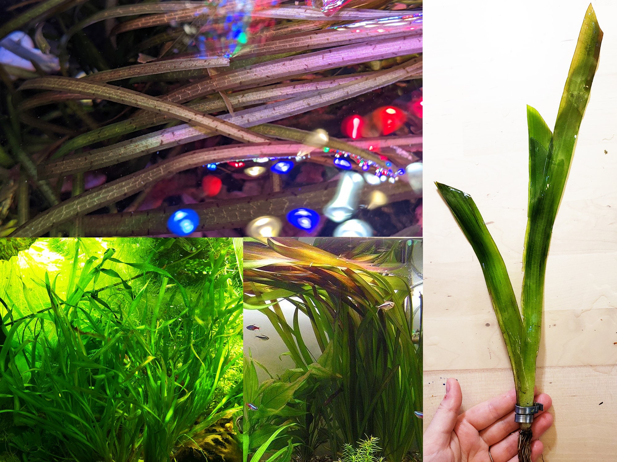 Corkscrew Vallisneria