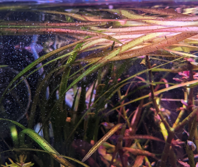 Corkscrew Vallisneria Contortion Val Jungle Val Italian - Etsy