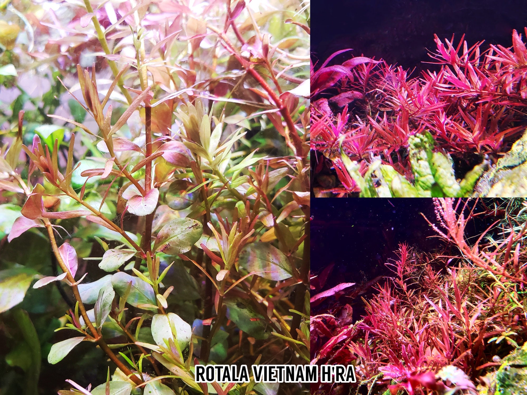 Rotala Indica Red