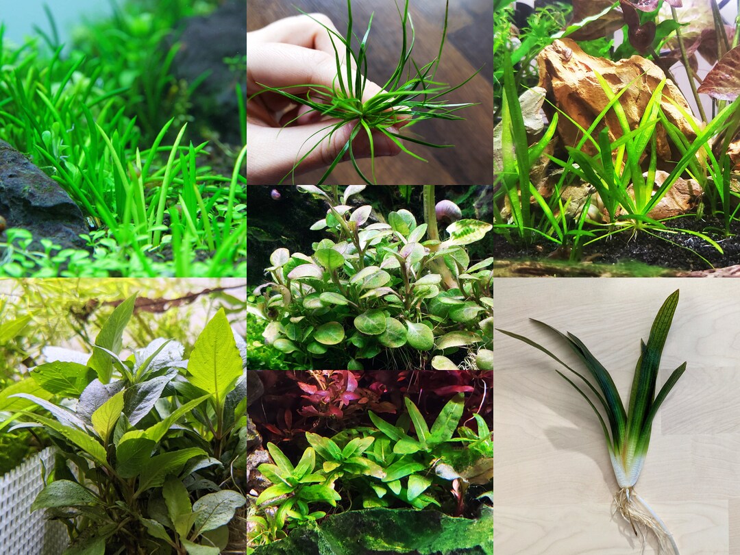 Foreground & Carpeting Aquarium Plants, Dwarf Sagittaria, Hygrophila ...