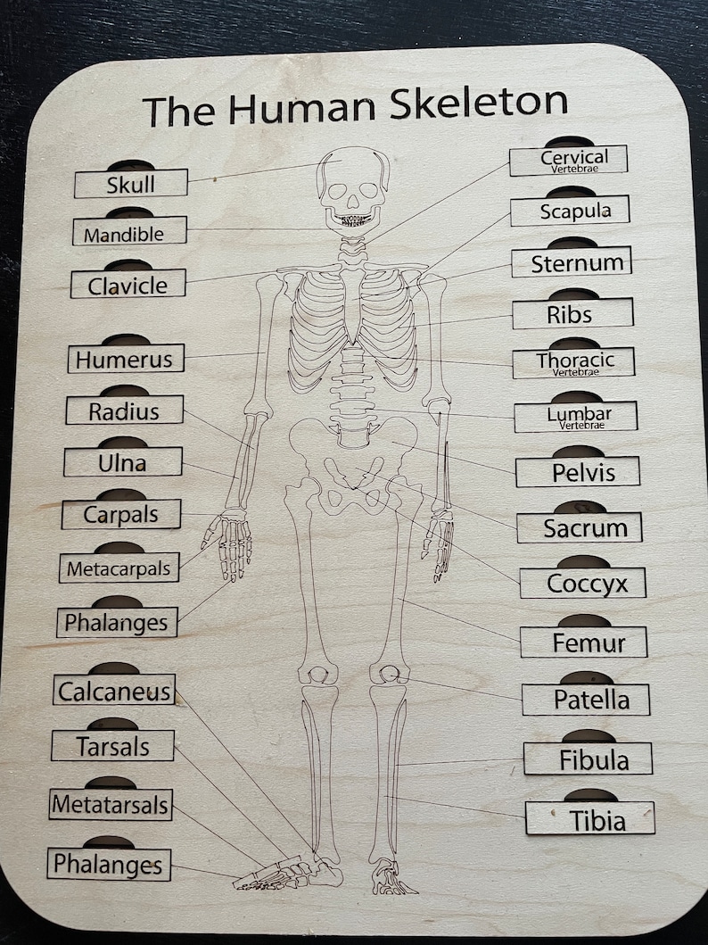 Human Skeleton Bones Matching Wood Puzzle for Education, Learning ...