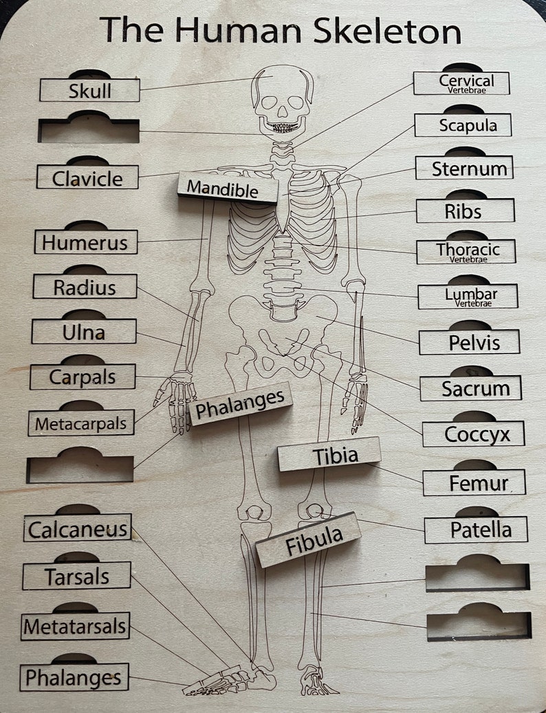Human Skeleton Bones Matching Wood Puzzle for Education, Learning ...