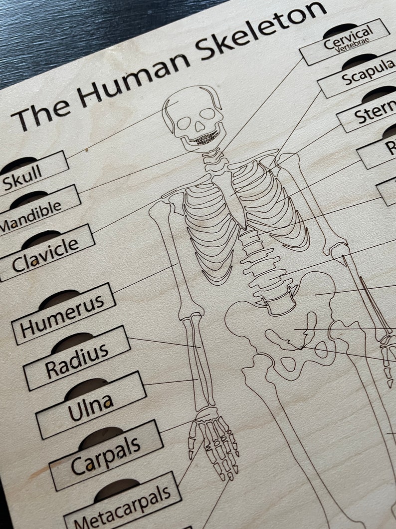 Human Skeleton Bones Matching Wood Puzzle for Education, Learning ...