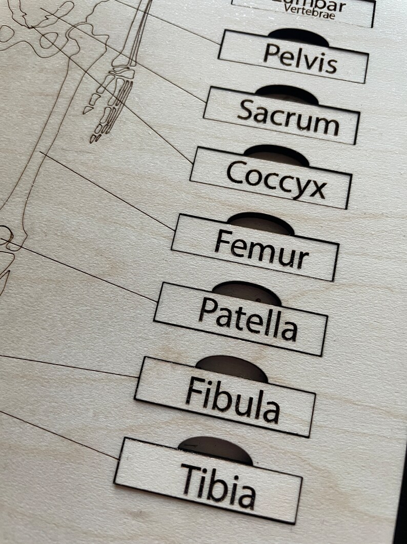 Human Skeleton Bones Matching Wood Puzzle for Education, Learning ...