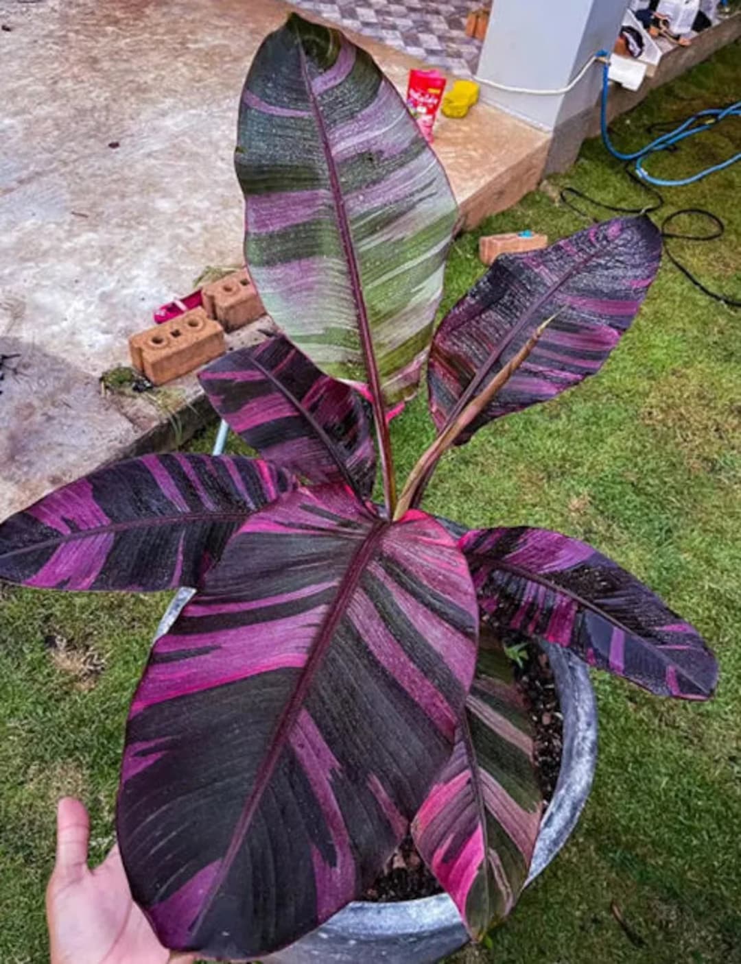 Musa Nono Pink Variegated Florida Hawai Banana Bonsai Plant - Etsy