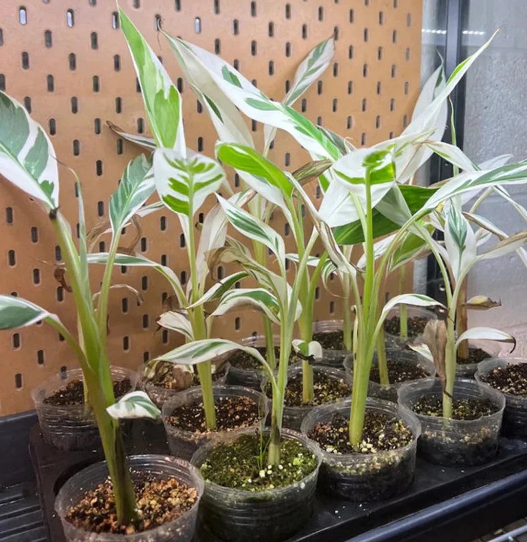 Variegated Musa Aeae Florida Hawai Banana Potted Grown Bonsai - Etsy