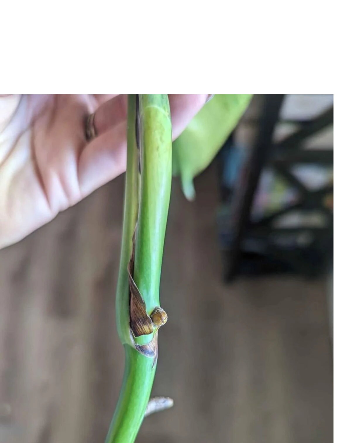 Musa Nono Pink Variegated Florida Hawai Banana Bonsai Plant - Etsy