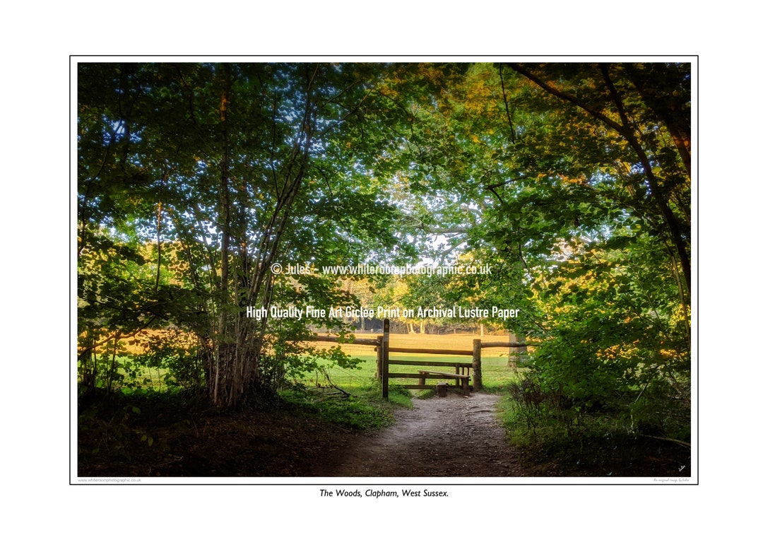 Buy The Woods, Clapham, West Sussex - High Quality Fine Art Giclée ...