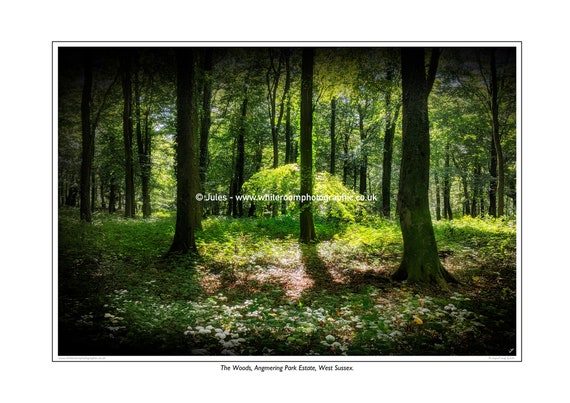 The Woods Angmering Park Estate Digital Image Immediate | Etsy