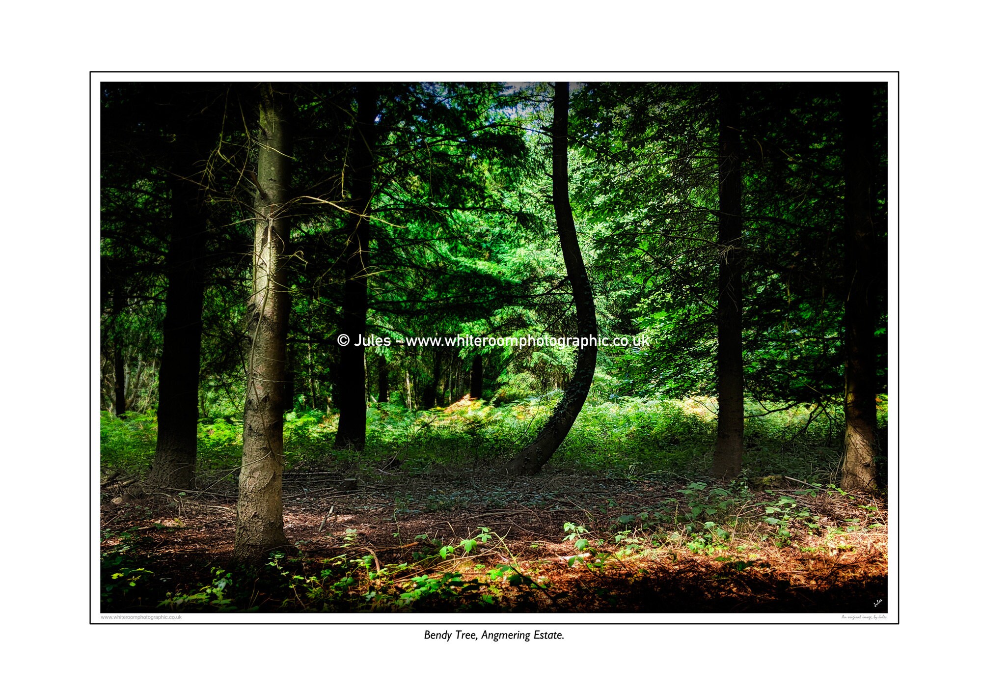 Bendy Tree, Angmering Park Estate Digital Image Immediate A4 Download ...