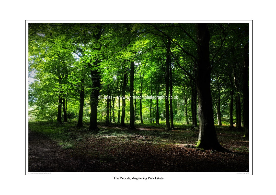 The Woods Angmering Park Estate West Sussex Image - Etsy France
