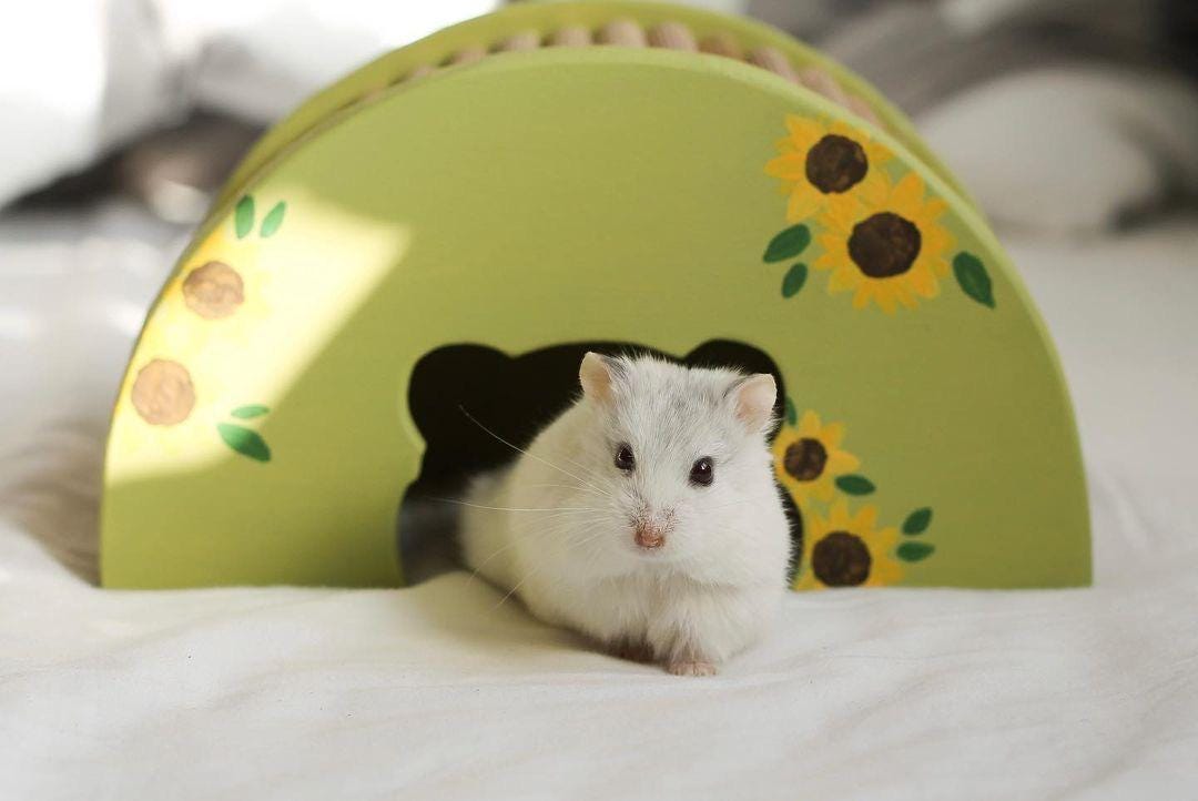 Hamster House & Hideout (various Designs), Setup for Hamstercage ...