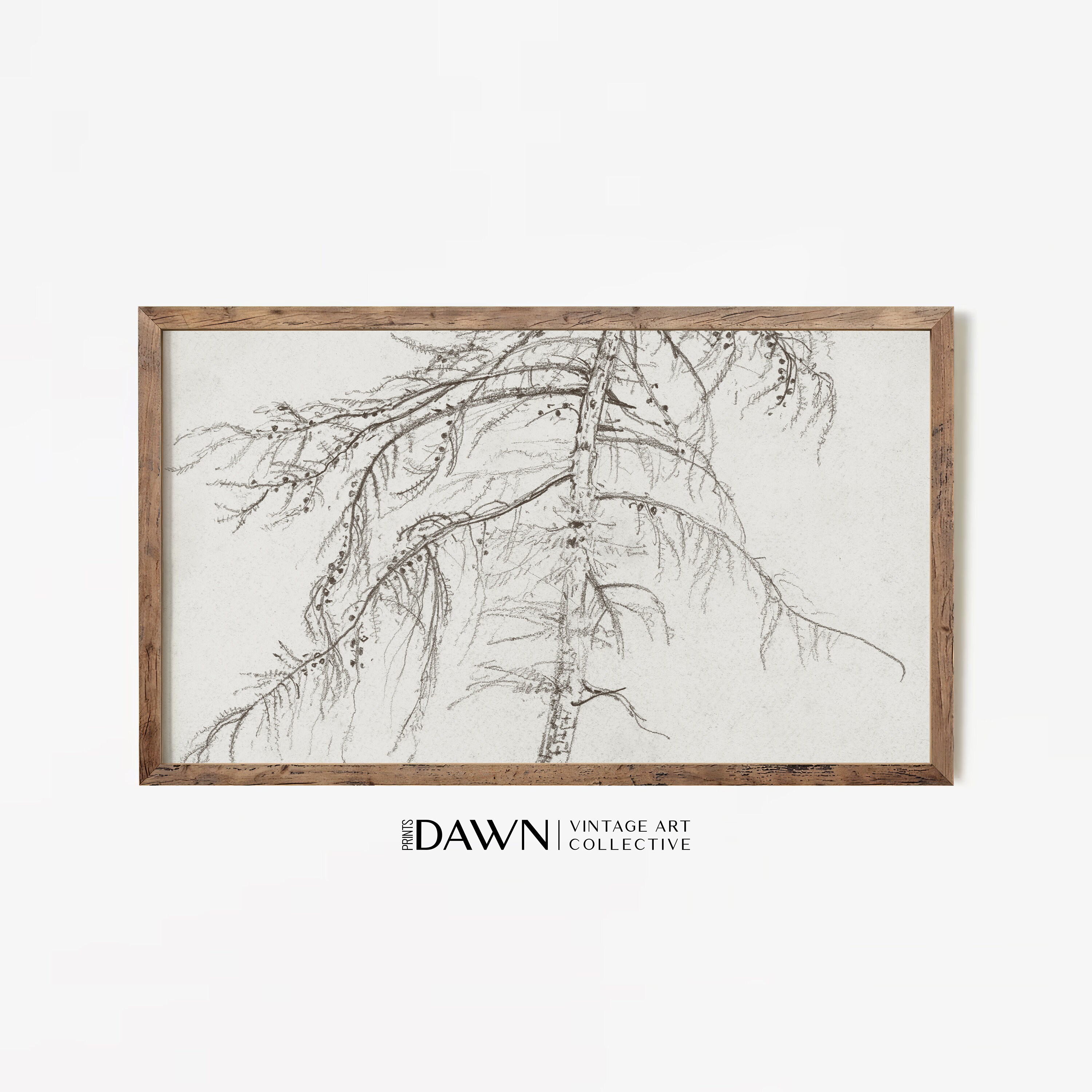 Larch Tree Drawing Neutral Tree Sketch Rustic Print - Etsy