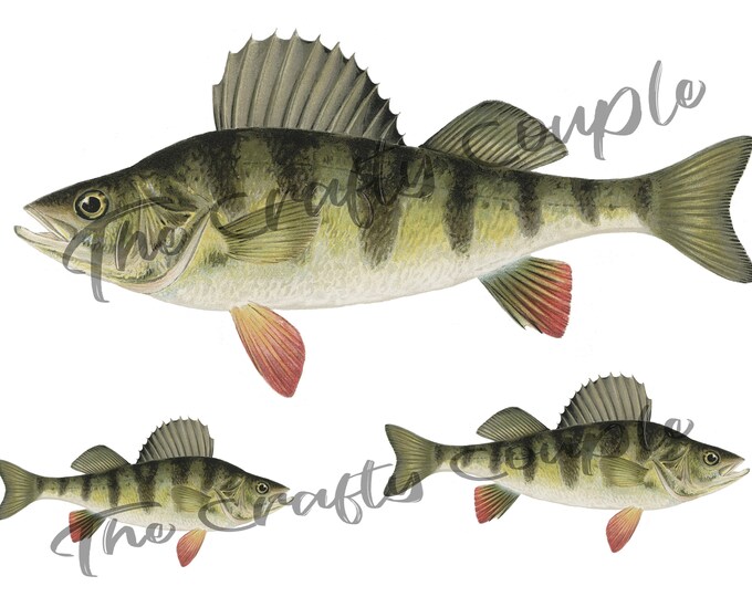 Yellow Perch Waterslide Decal - Etsy