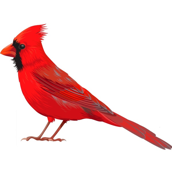 Cardinal Decal - Etsy
