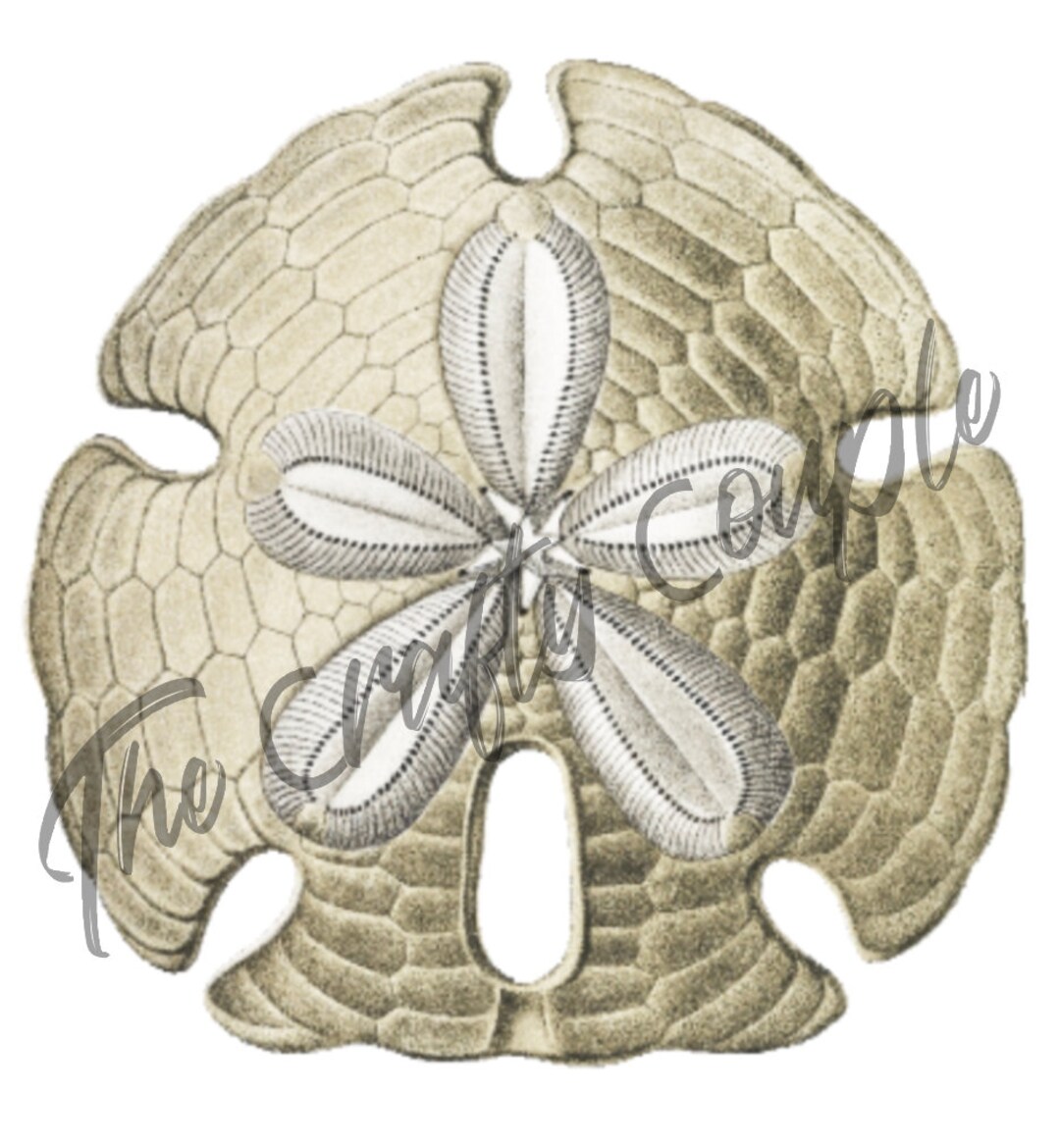 Sand Dollar 1 Waterslide Decal - Etsy