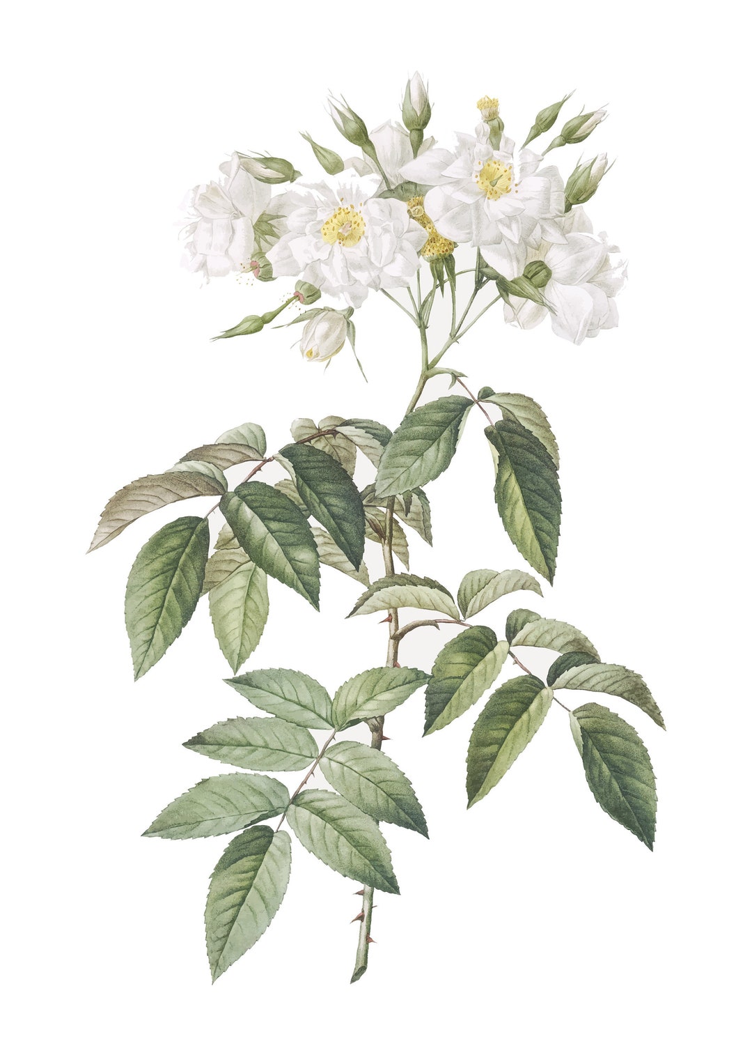 Vintage White Musk Rose Waterslide Decal - Etsy