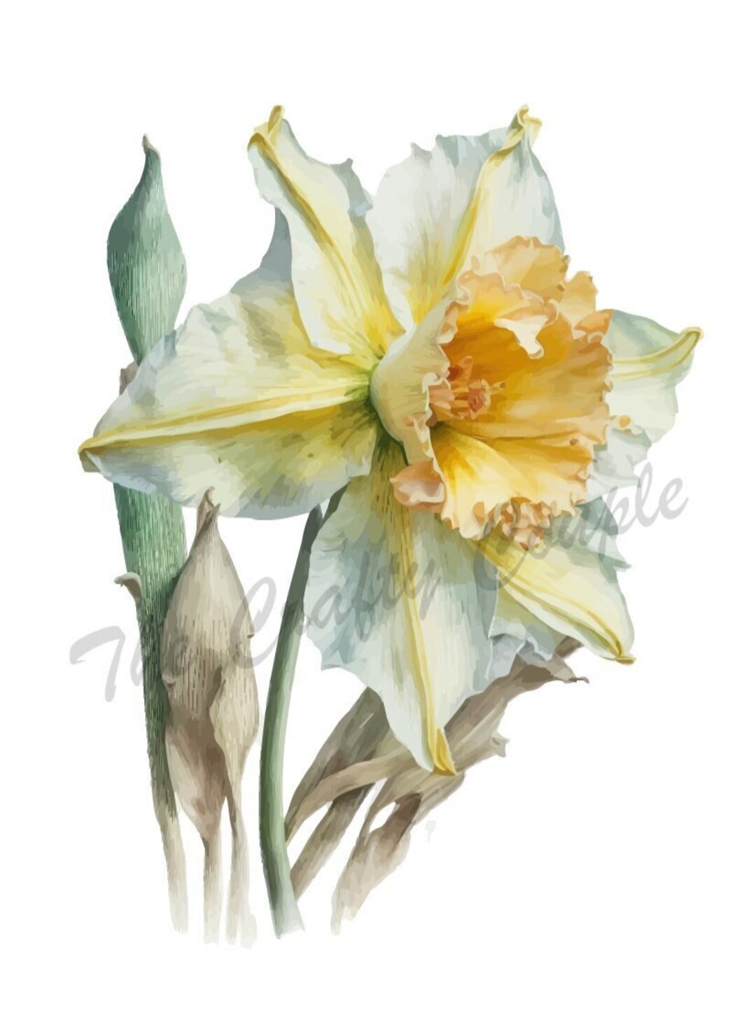 Daffodil Flower Waterslide Decal - Etsy Australia