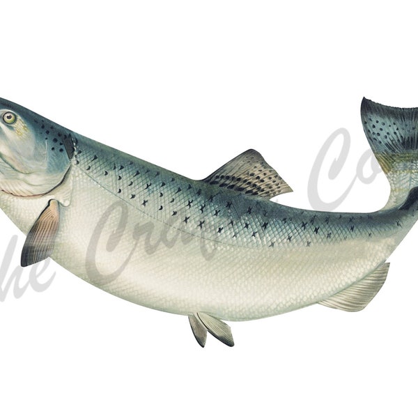 Salmon Boat Decal - Etsy