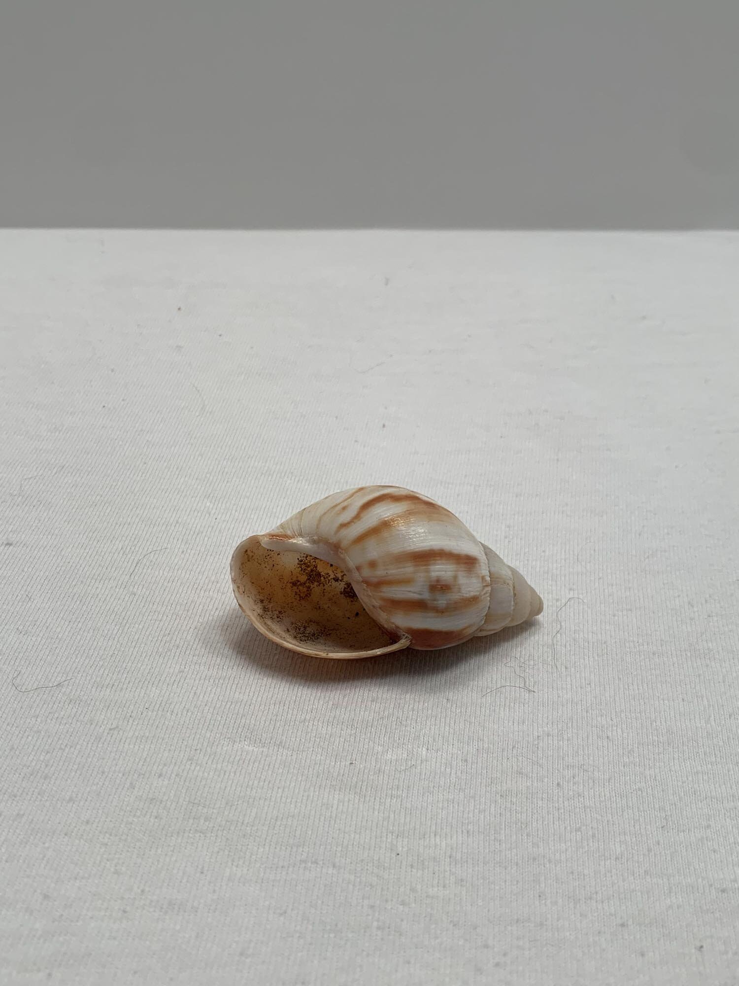 Set of 4, Tahiti Beach Shells - Etsy
