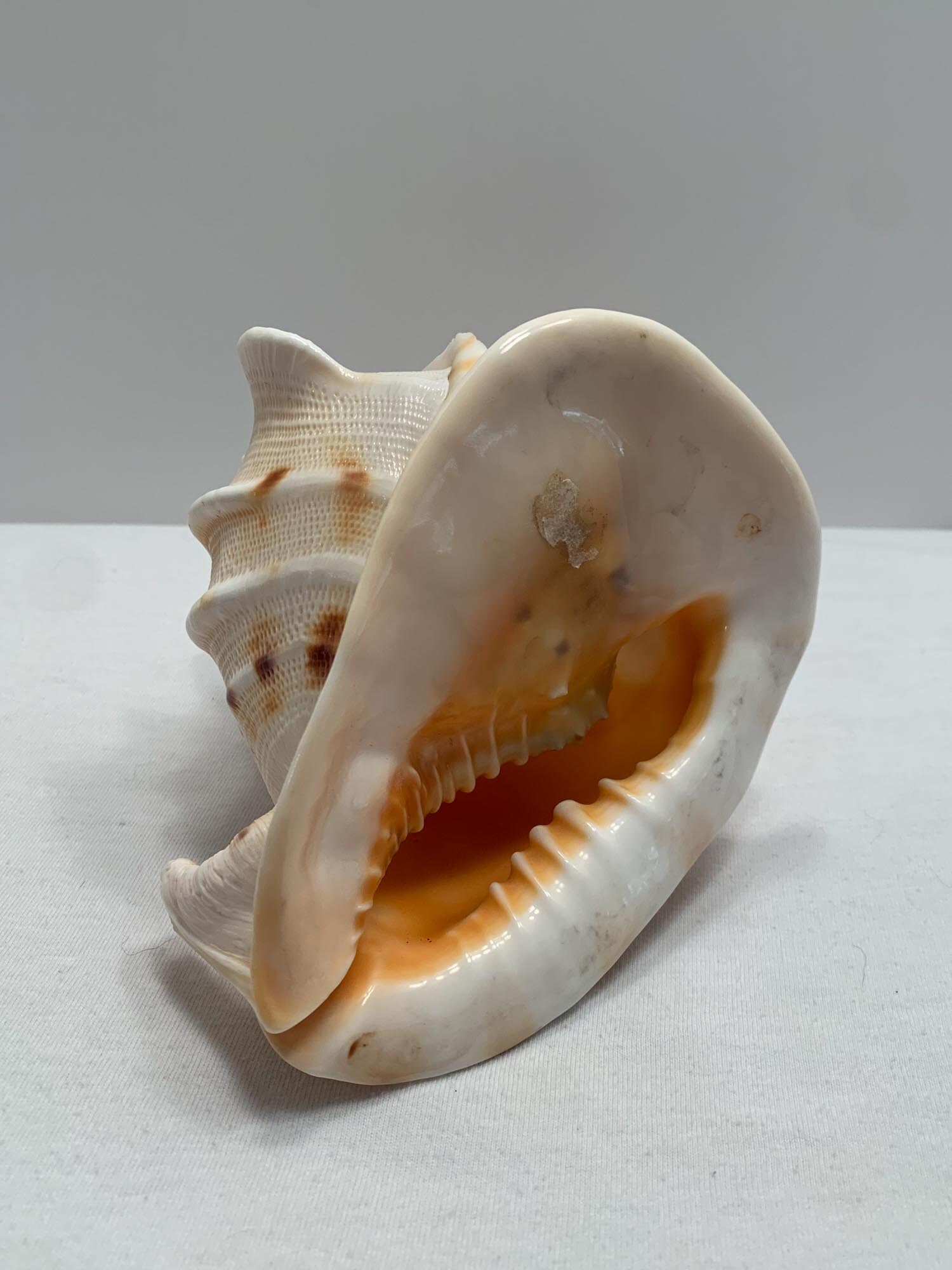 Set of 4, Tahiti Beach Shells - Etsy