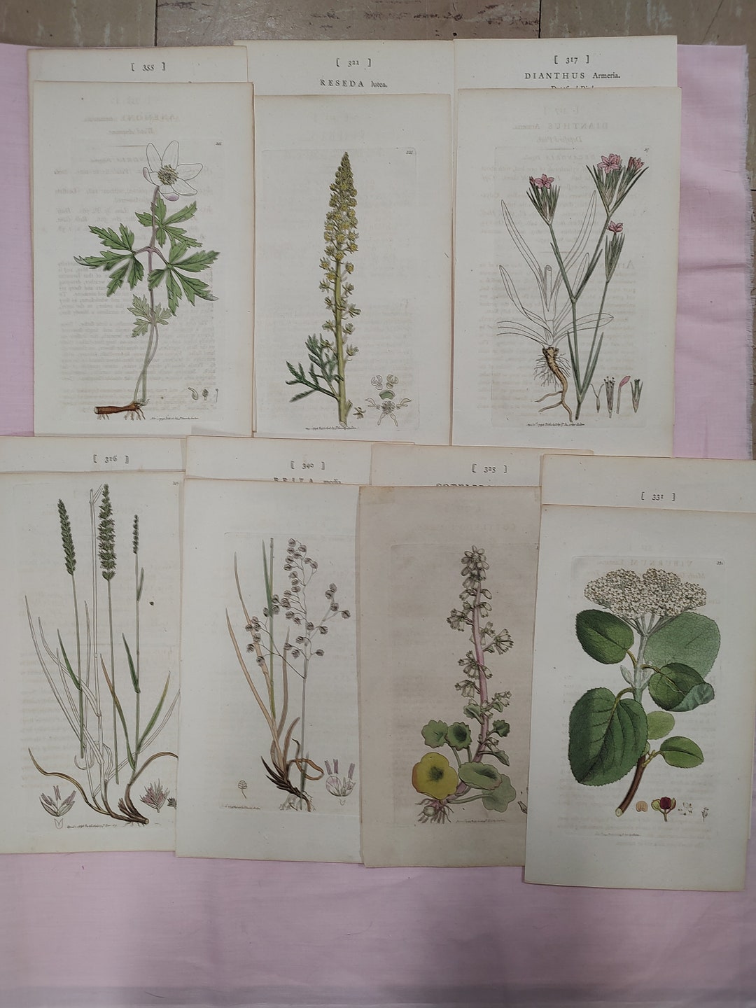 Botanical Book Page Prints, Flower Book Page, Book Page Print, 1800s ...