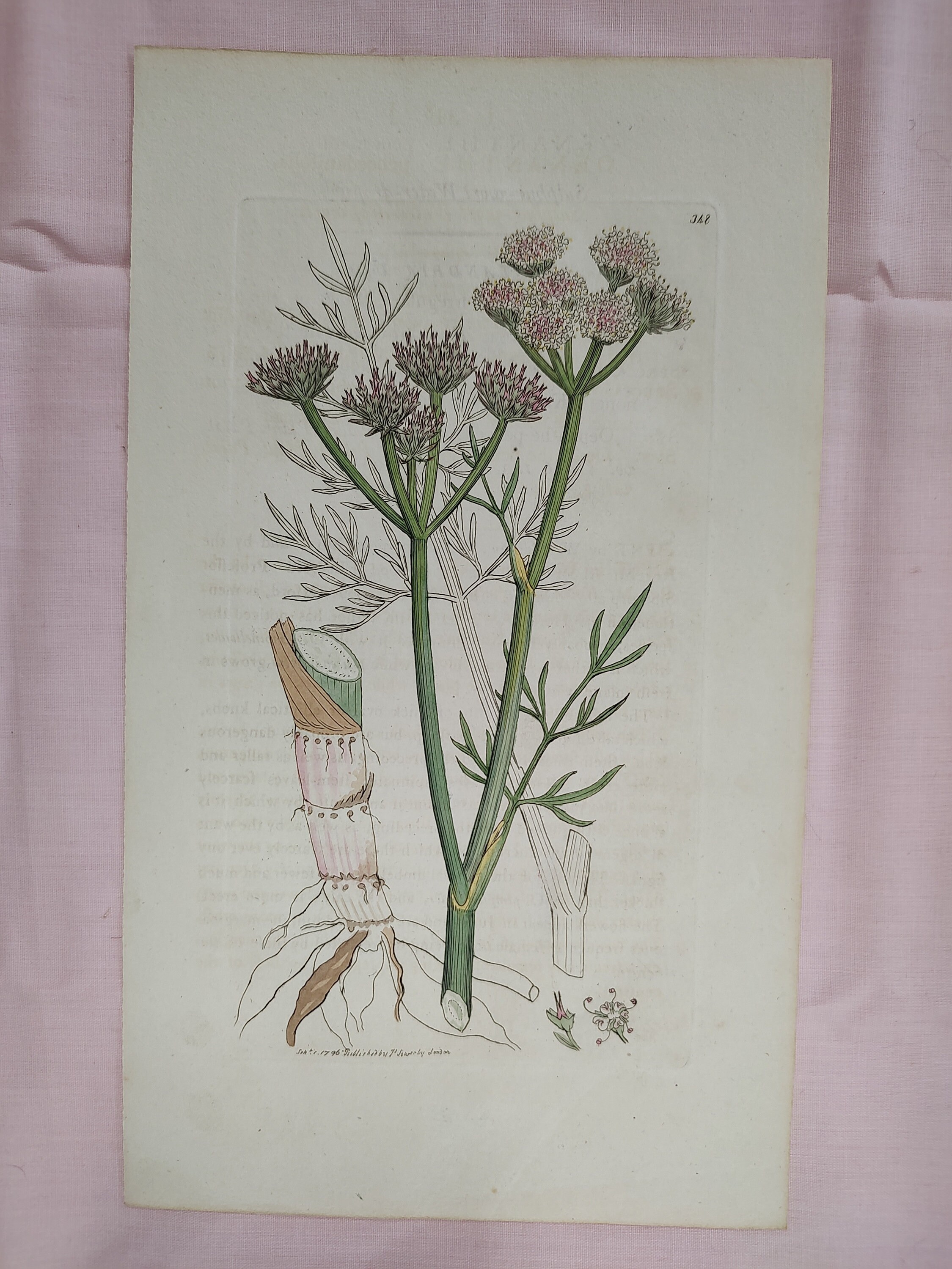 Botanical Book Page Prints, Flower Book Page, Book Page Print, 1800s ...
