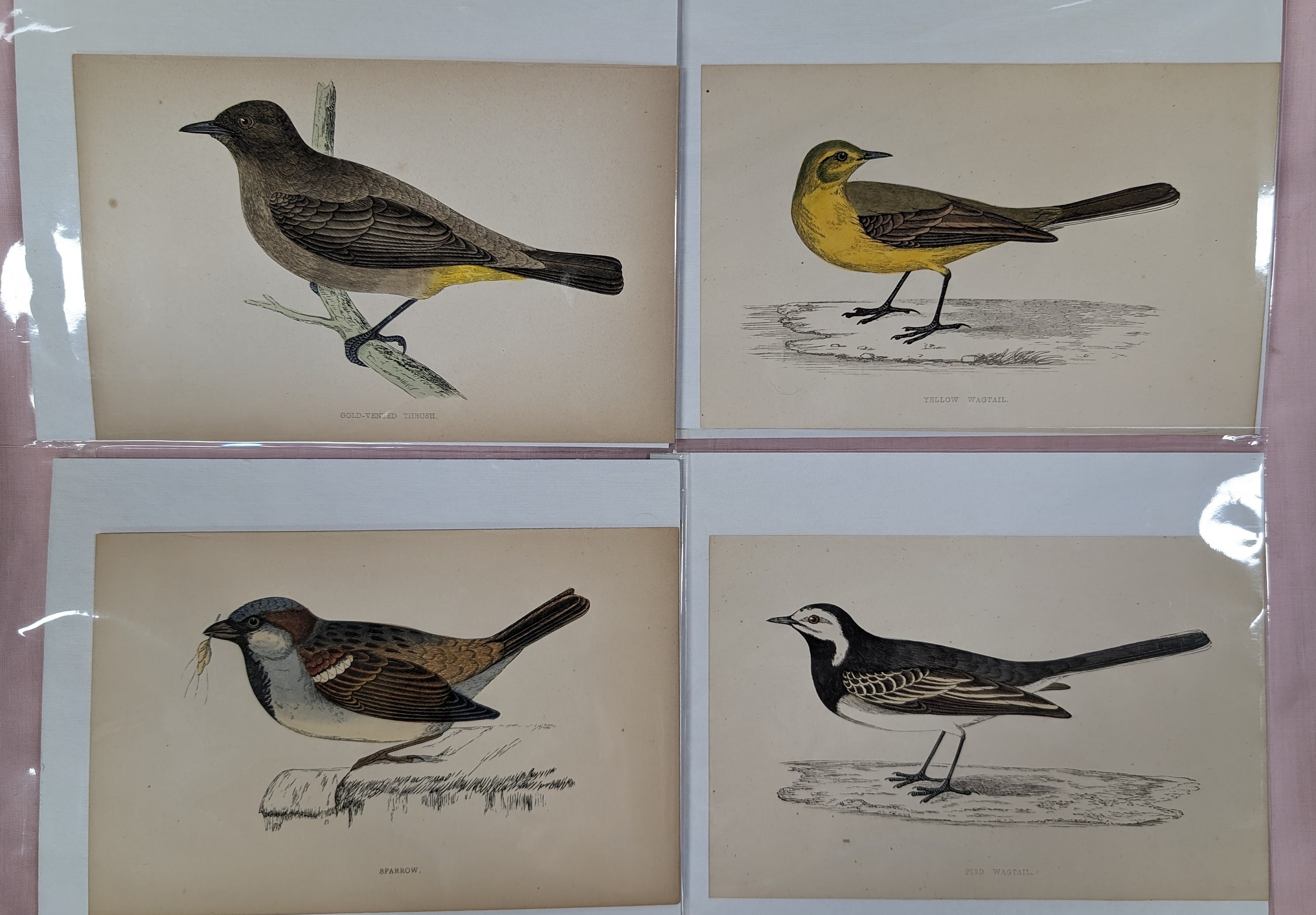 Bird Book Page Prints, English Bird Book Page, Book Page Prints, 1800s ...