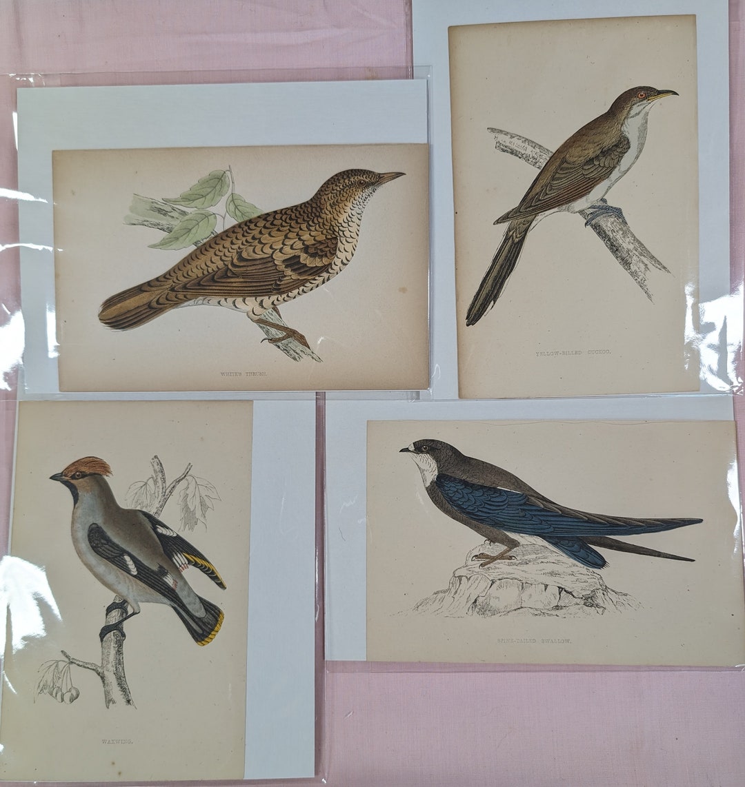 Bird Book Page Prints, English Bird Book Page, Book Page Prints, 1800s ...