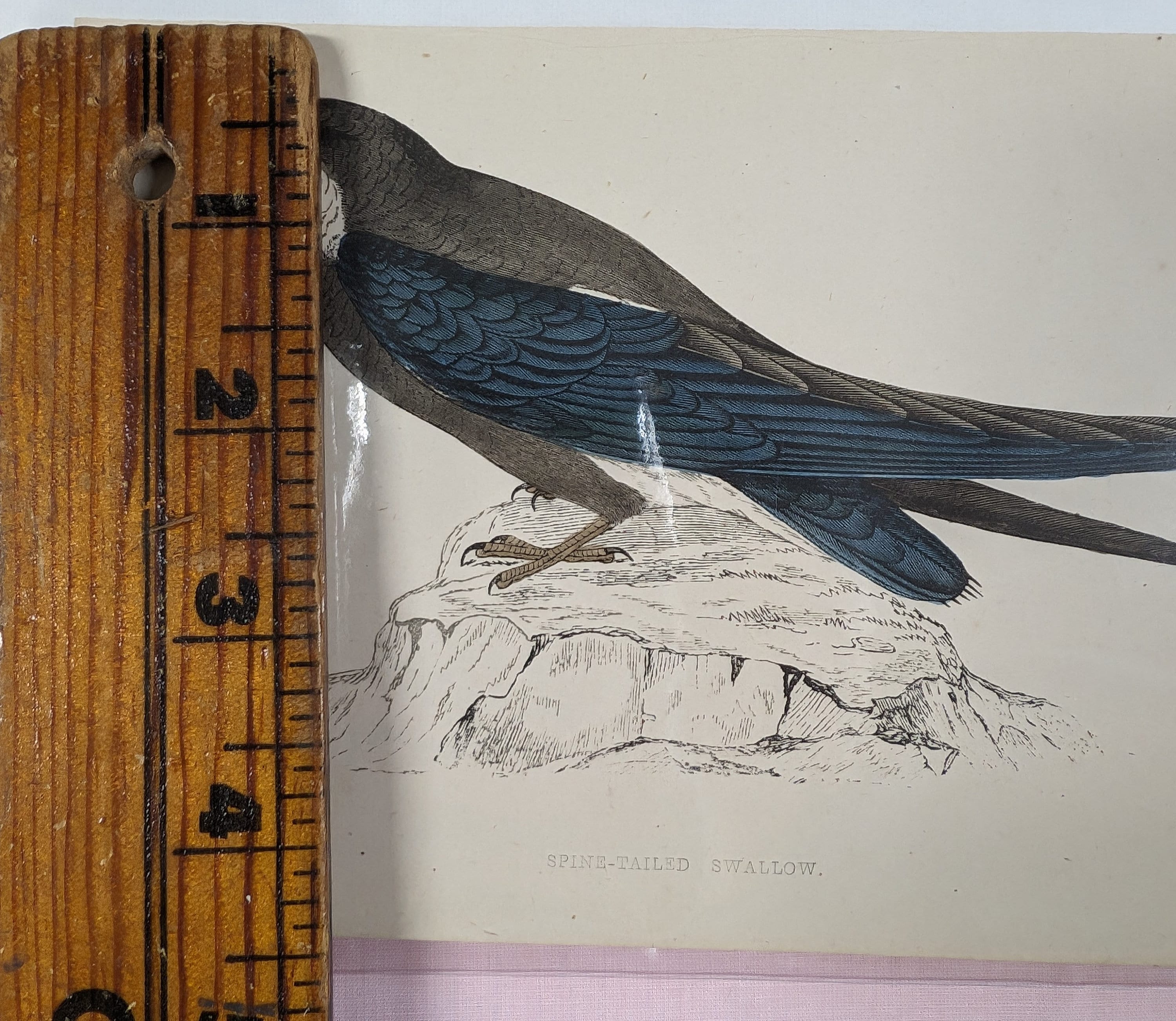 Bird Book Page Prints, English Bird Book Page, Book Page Prints, 1800s ...
