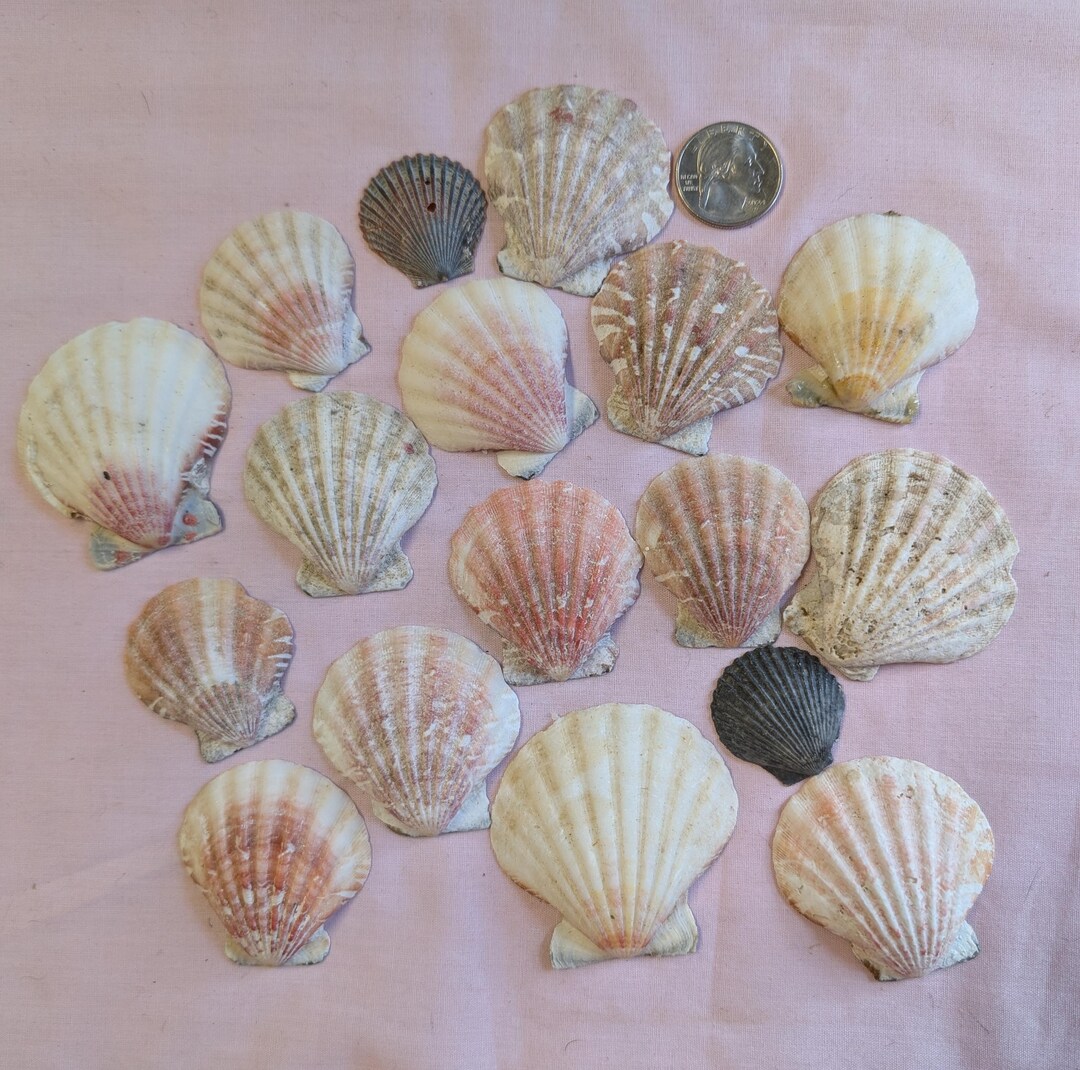 Shells, Starfish, Silver Shells, Oyster Shells, Scallop Shells, Sea ...