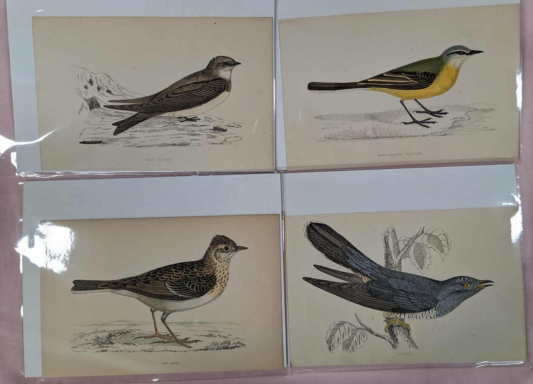 Bird Book Page Prints, English Bird Book Page, Book Page Prints, 1800s ...