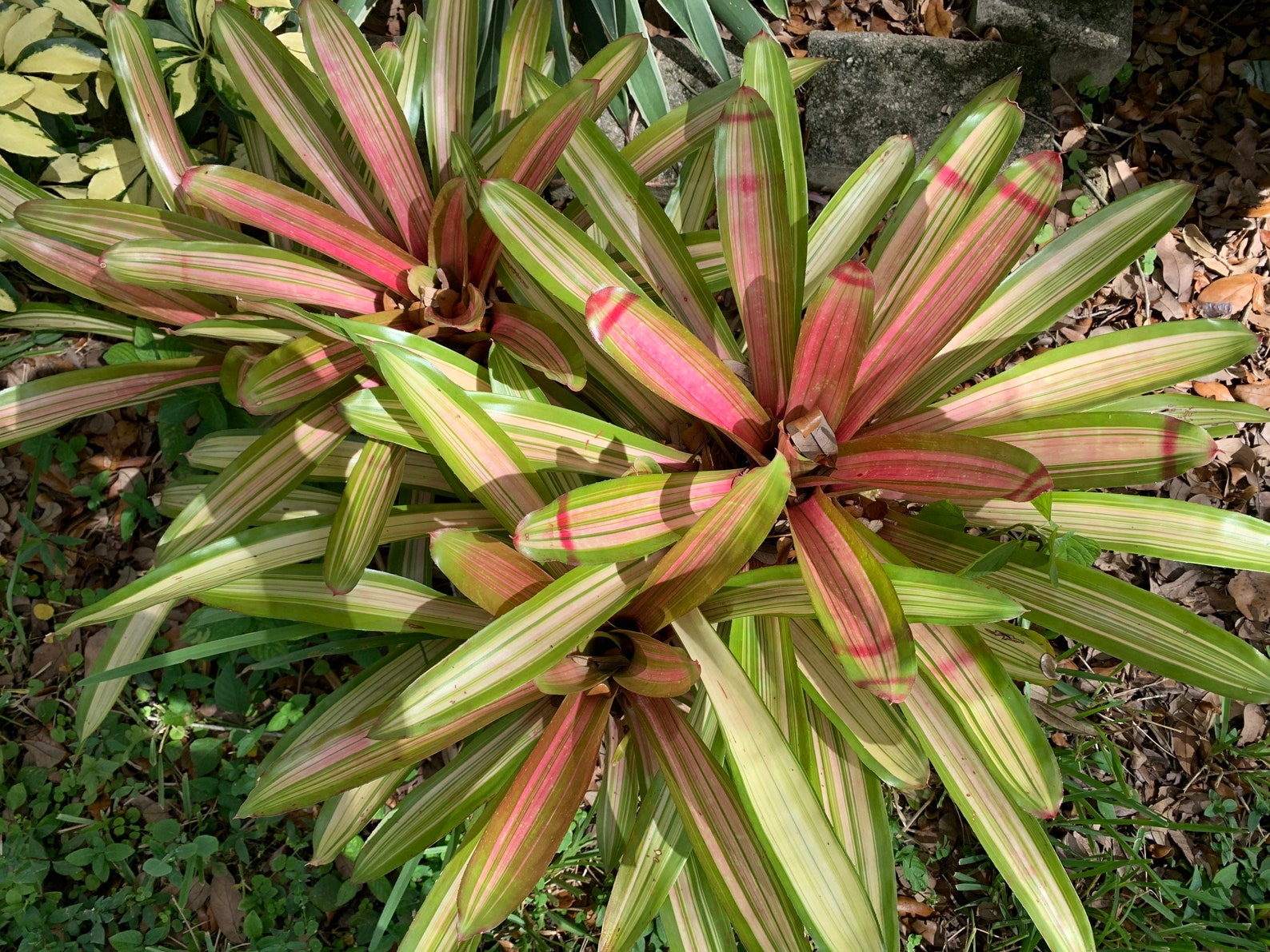 Florida Bromeliad Plant Neoregelia Martin 1 Live Plant | Etsy