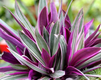 Dwarf Moses in the Cradle/ Boat Lily/ Oyster Plant - Etsy