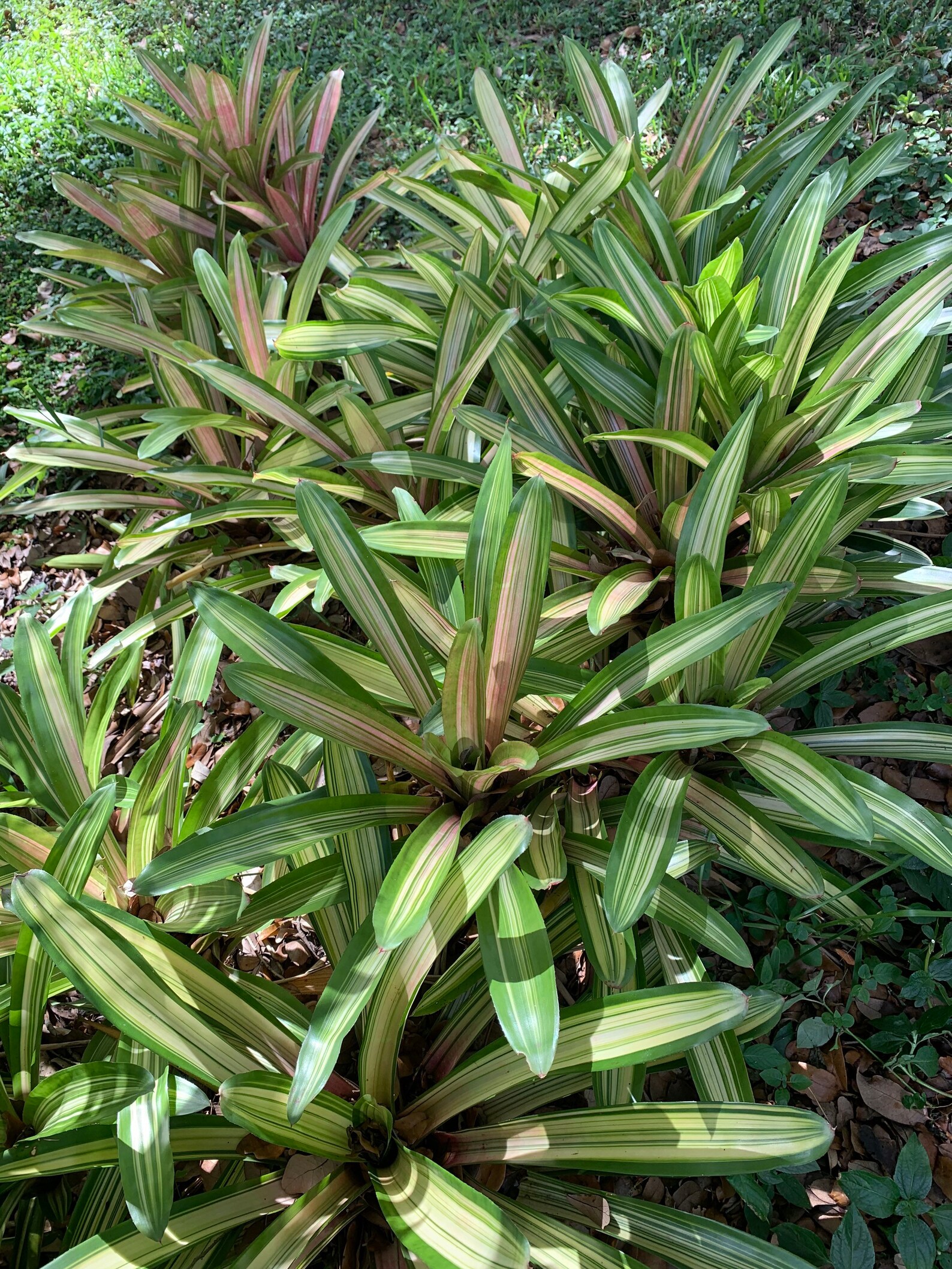 Florida Bromeliad Plant Neoregelia Martin 1 Live Plant | Etsy