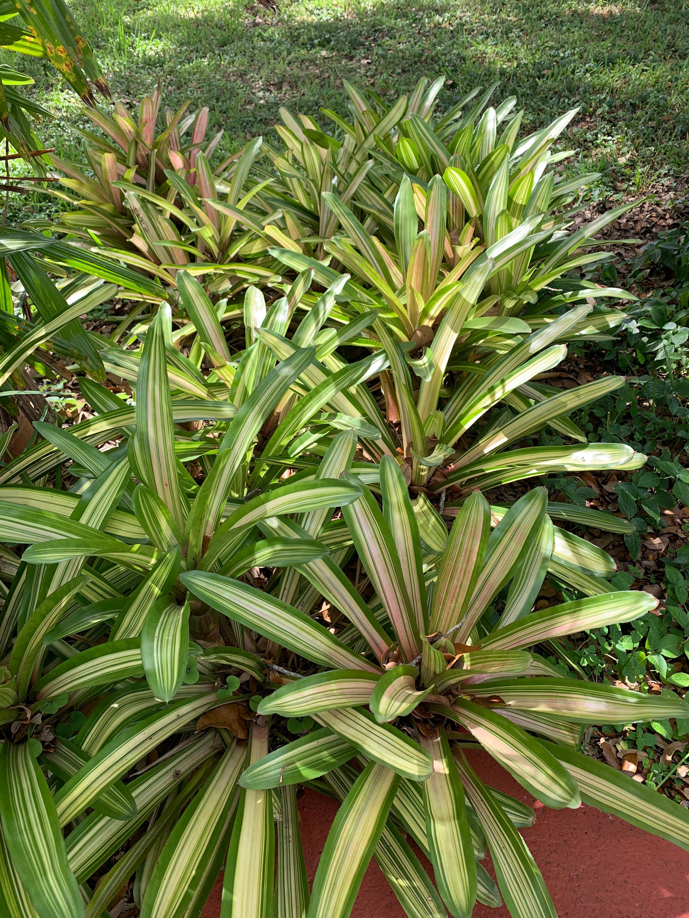 Florida Bromeliad Plant Neoregelia Martin 1 Live Plant | Etsy