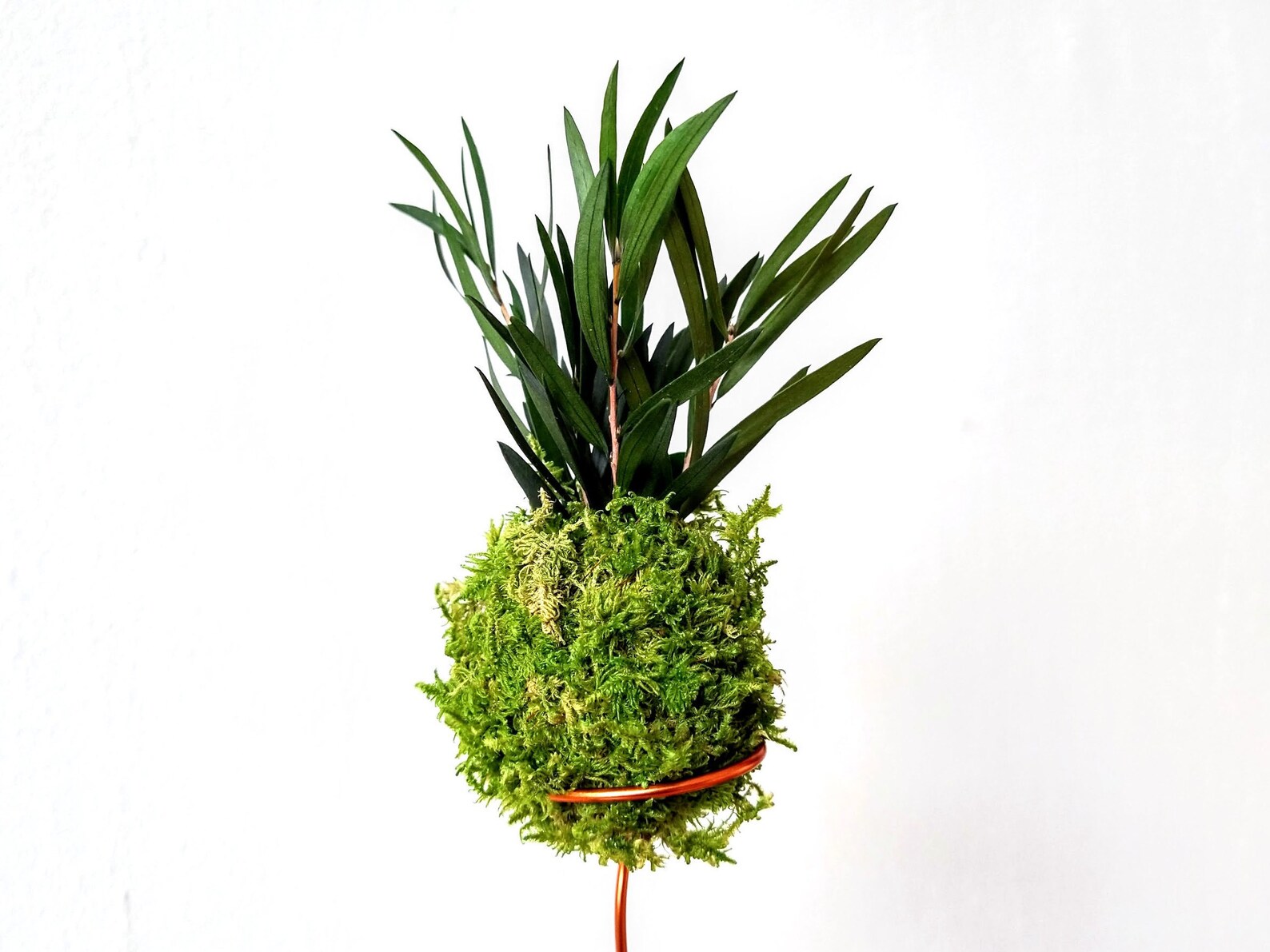 Mini Kokedama Letterbox Gift With Greeting Card | No Water or Sunlight ...