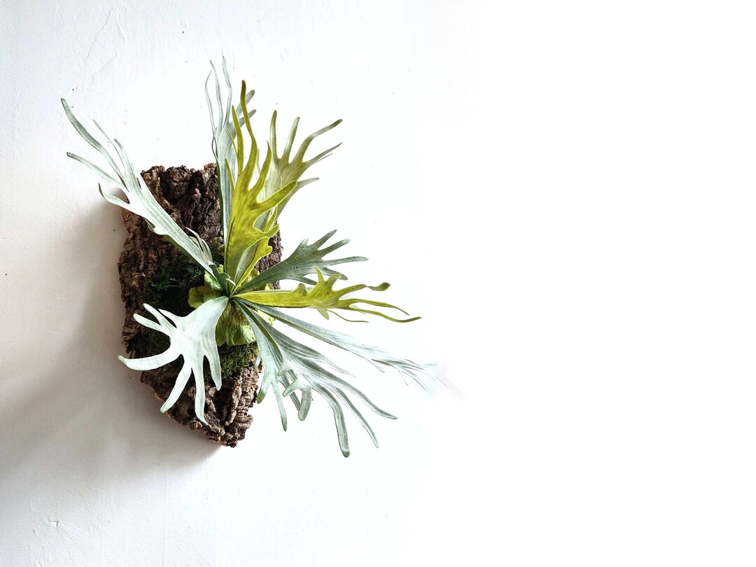 Staghorn Fern Mount | No Water Needed | Cork Mounted Platycerium Plant ...