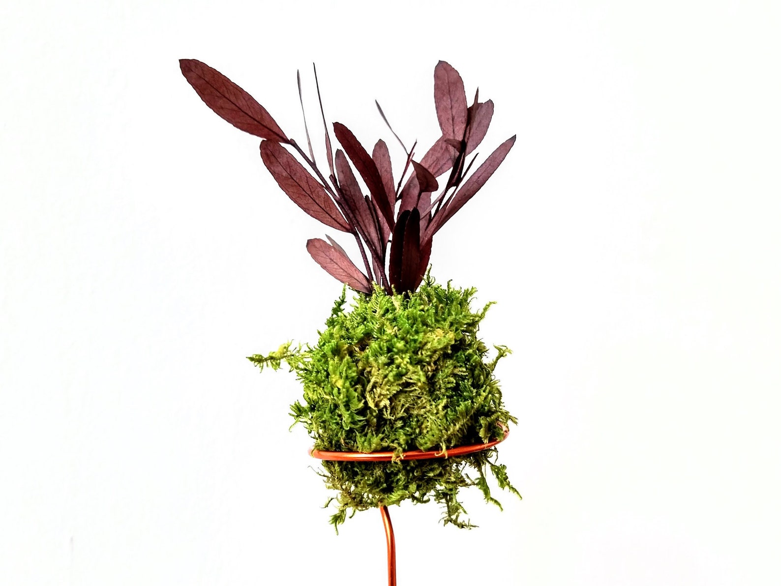 Mini Kokedama Letterbox Gift With Greeting Card | No Water or Sunlight ...