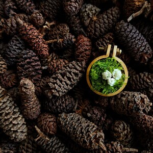 Mini Moss Wall Art in Miniature Embroidery Hoop Long Lasting Eco Gift ...