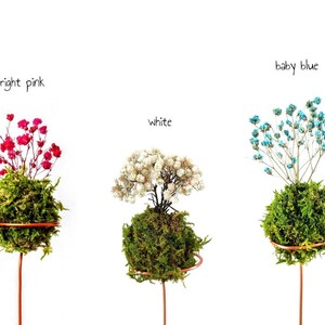 Mini Kokedama Letterbox Gift With Greeting Card | No Water or Sunlight ...
