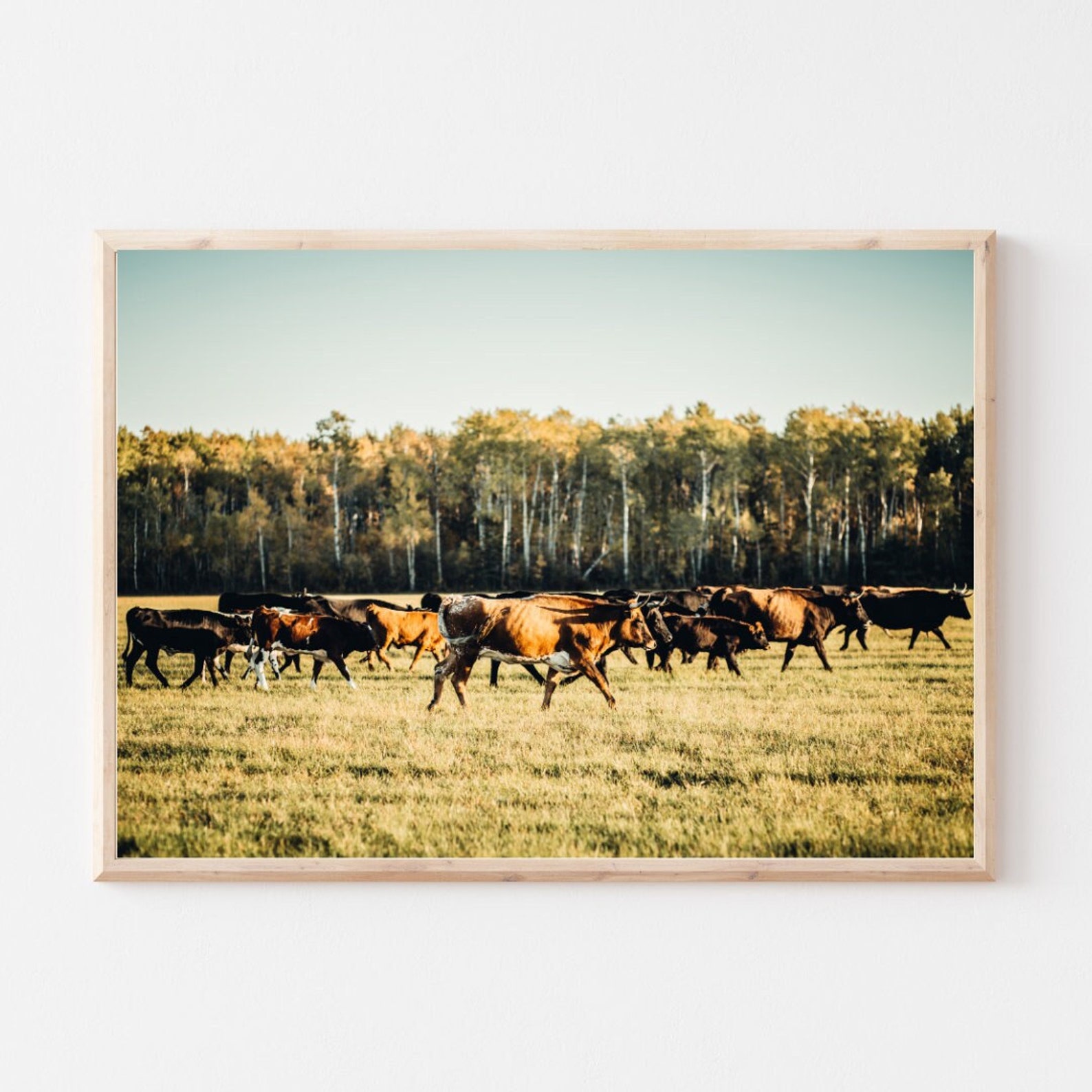 Corriente Cattle Digital Photo | Roping Steers Picture | Cattle Herd ...