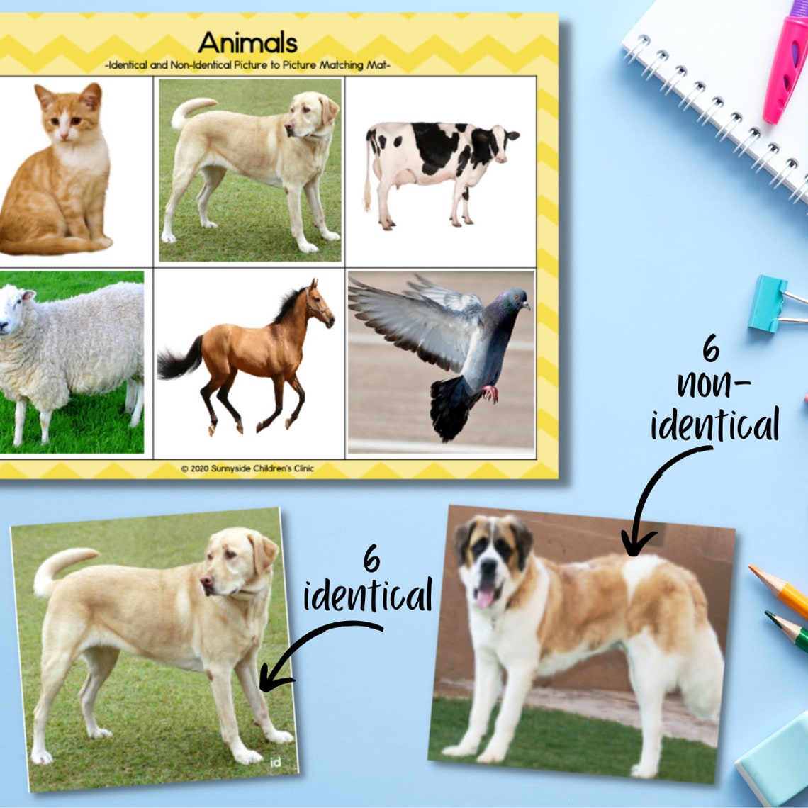 Identical & Non Identical Matching – Real Photo Cards for ABA, Autism ...