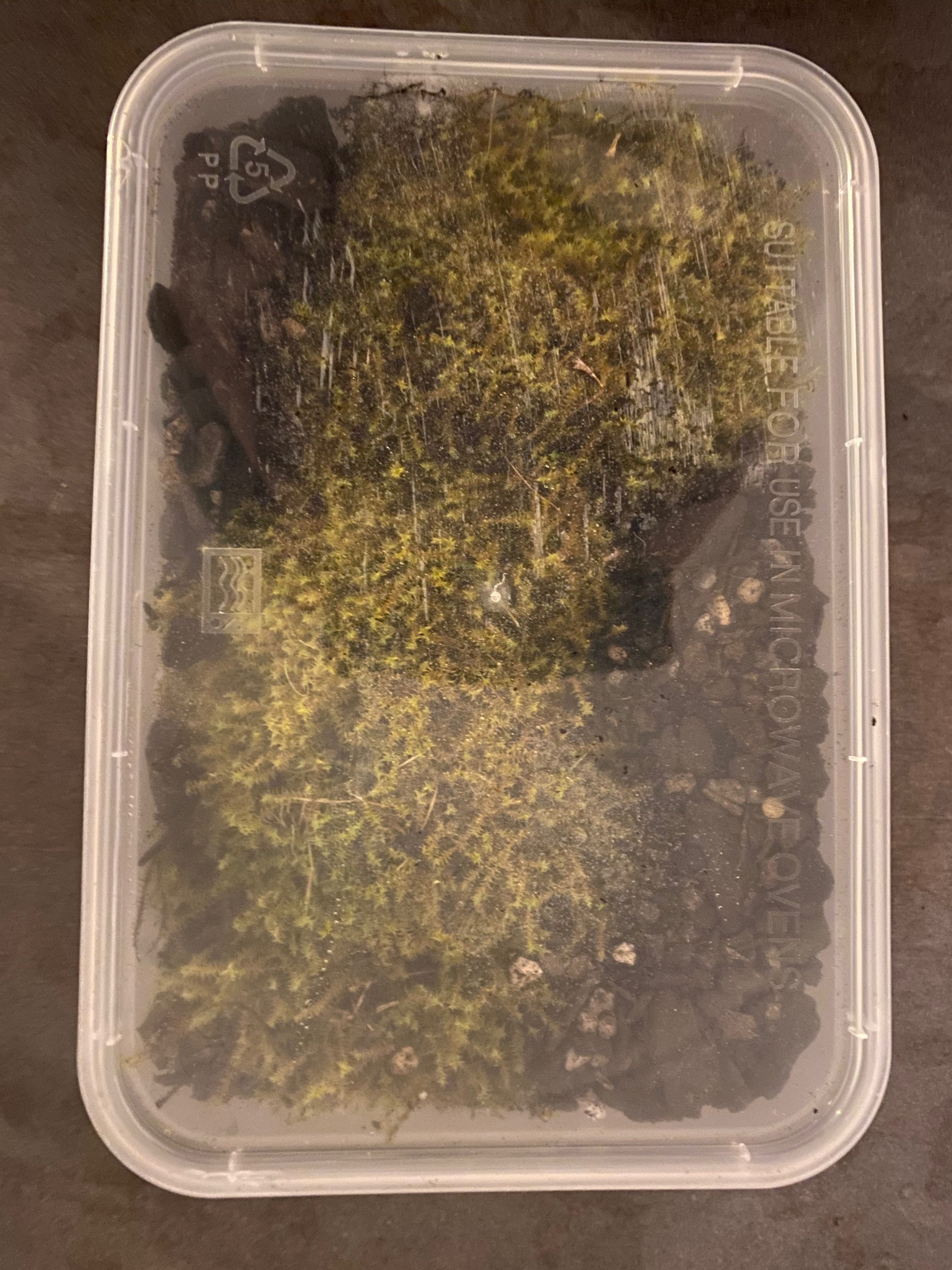 Live Moss Pack for Terrariums - Etsy Australia