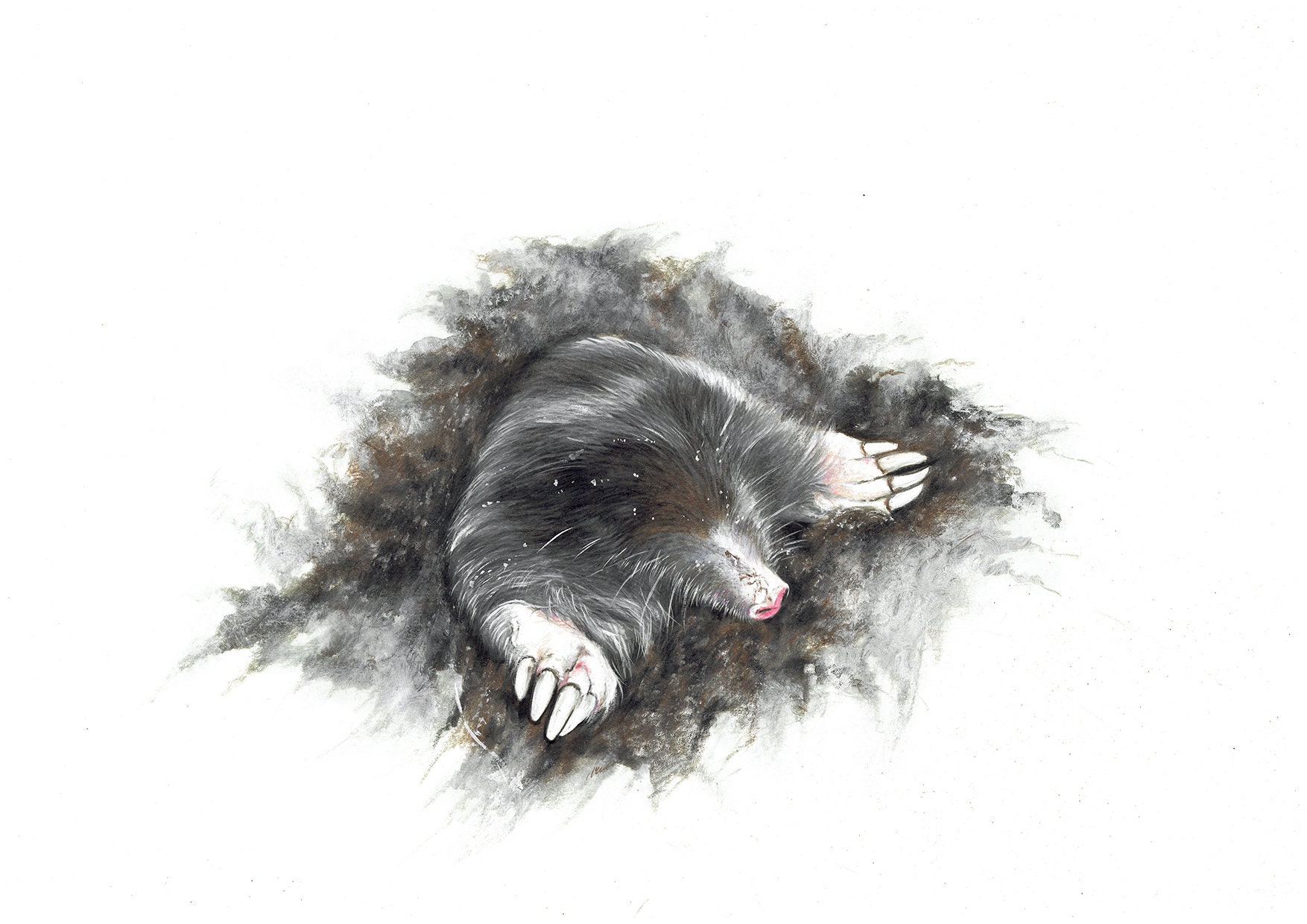 Mole Hand Drawn Art Print Wildlife & Nature Gifts | Etsy