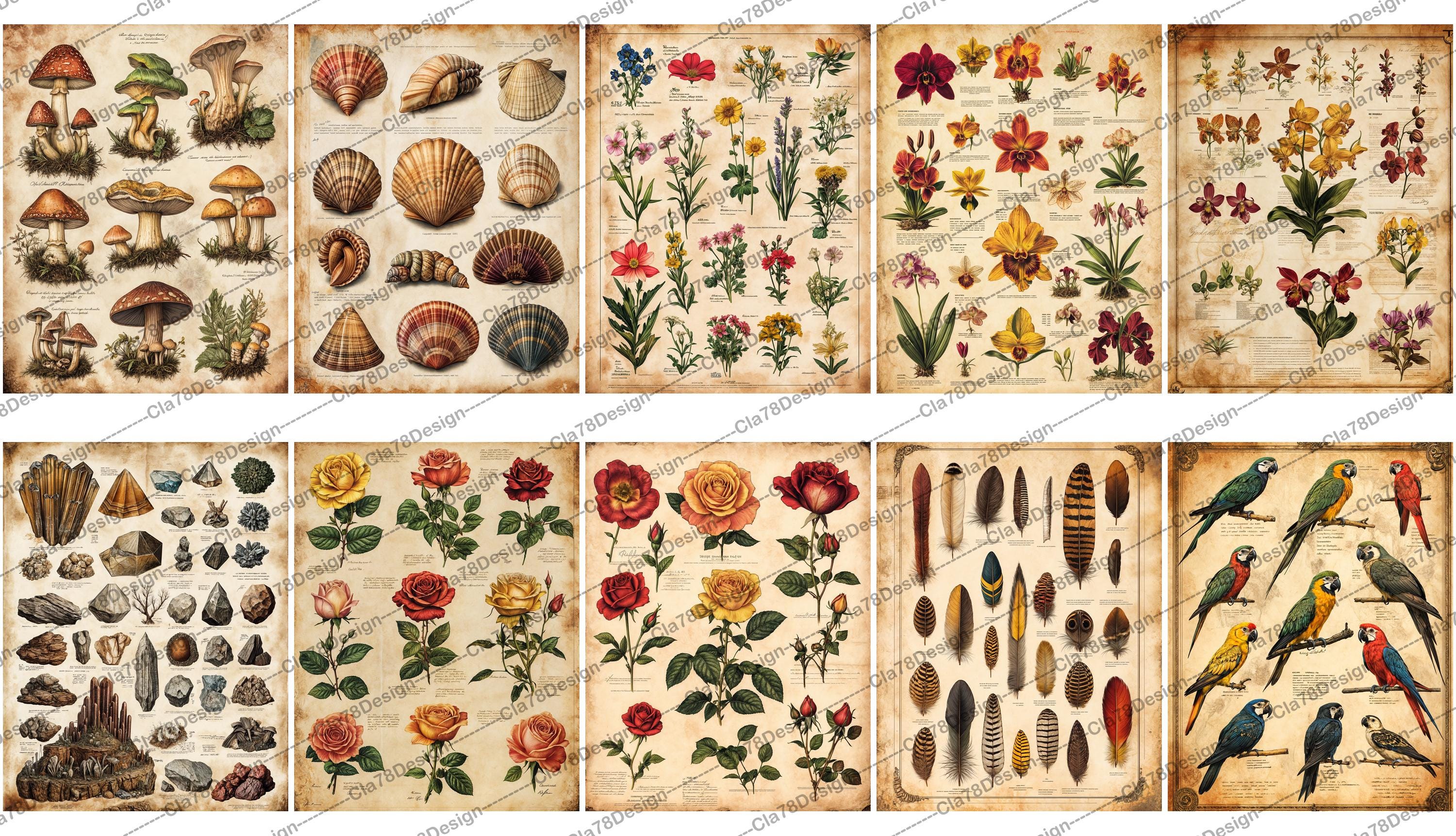 Victorian Naturalistic Charts Junk Journal Printable Pages, Scrapbook ...