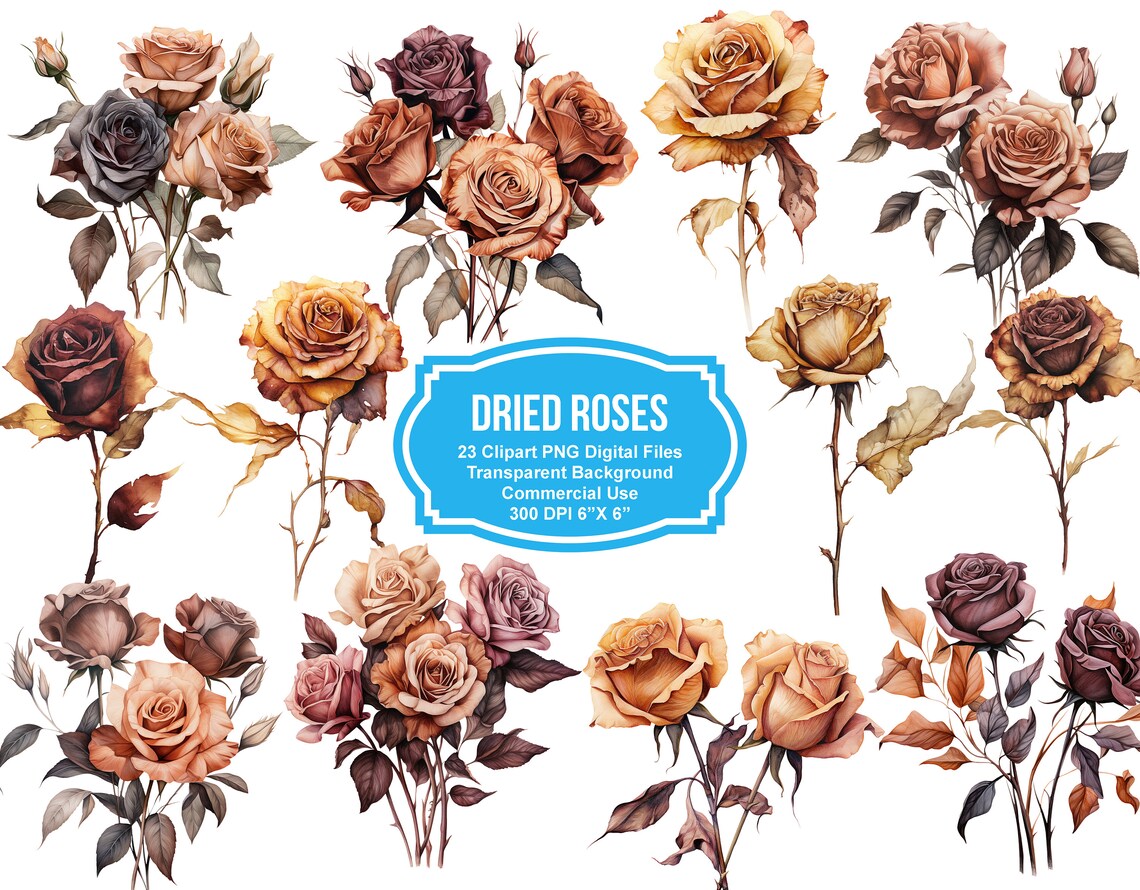 15 Dried Roses Clipart 6 X 6 Transparent Background Digital Download ...