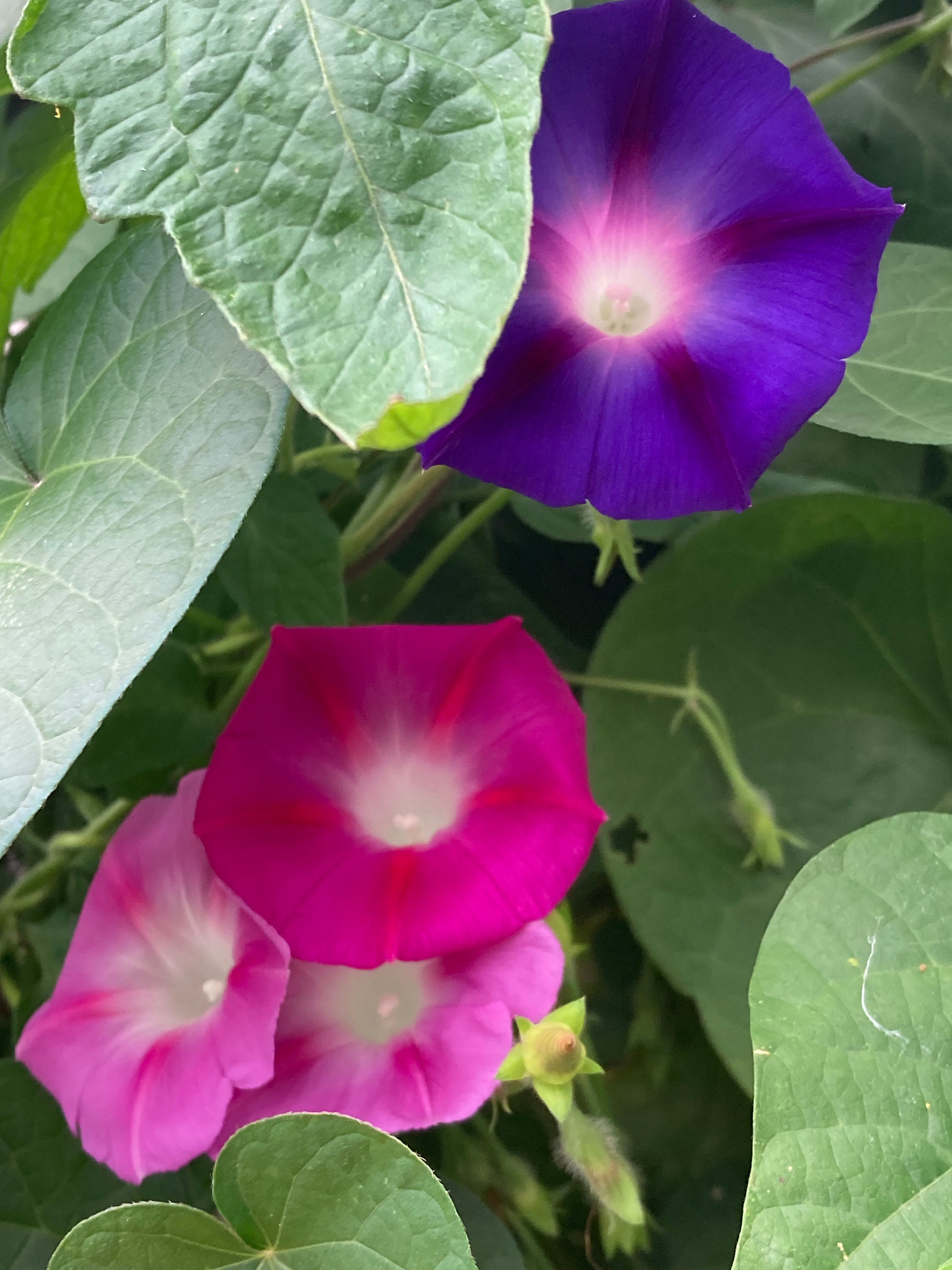 Notable Seeds Morning Glory Mix Greeting Card and Heirloom - Etsy